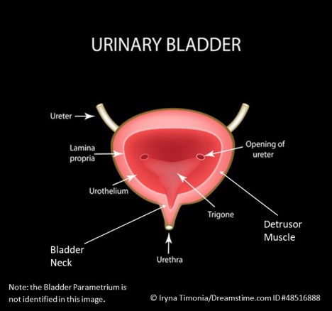 Bladder Trigone Anatomy Anatomy Of The Urinary Bladder | SpringerLink