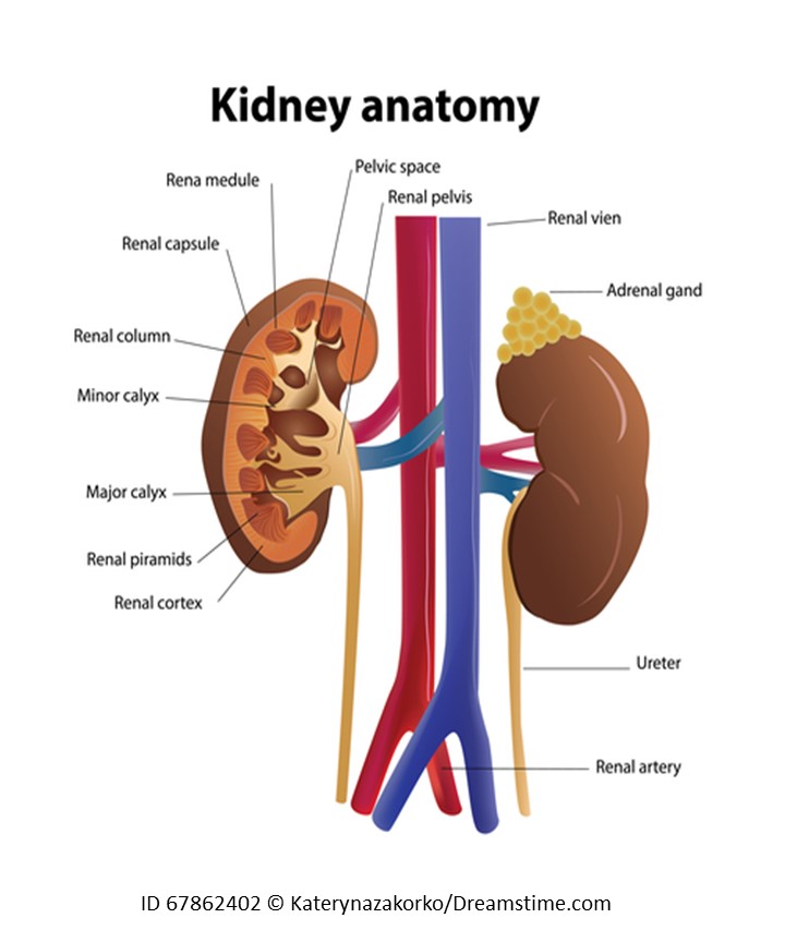 Kidney and Urethra Endometriosis – Extrapelvic Not Rare